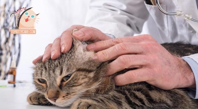 SKIN INFECTION IN CATS: CAUSES & TREATMENT